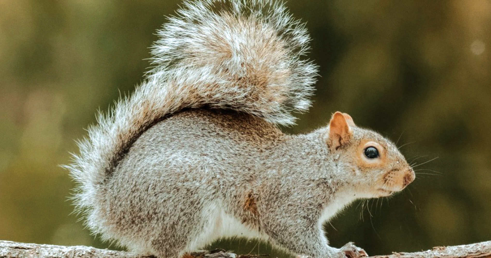 East Tennessee Outdoors: Appalachian Bushy-tails Part 1 | Elizabethton Star