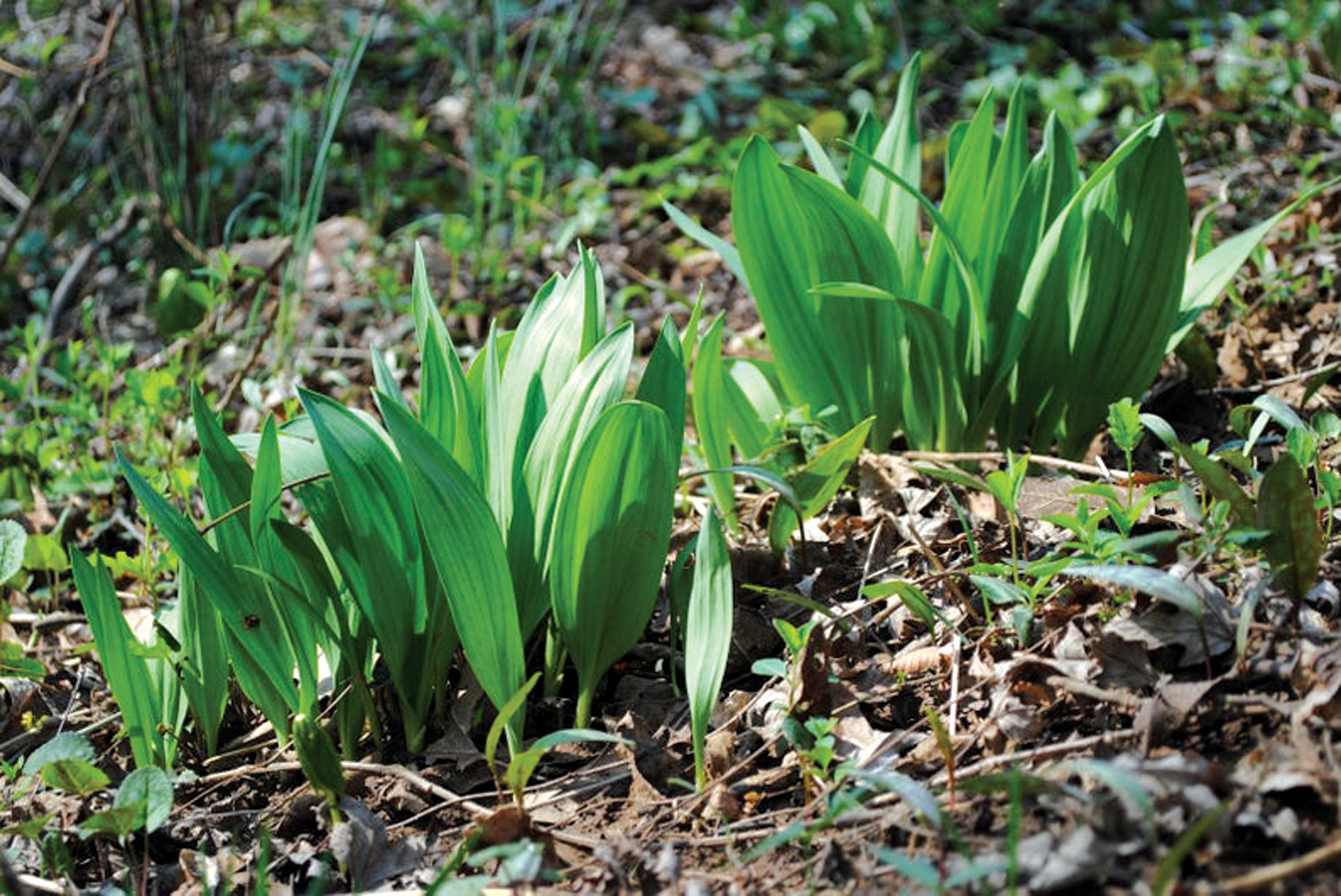 East Tennessee Outdoors: Ramps and Branch Lettuce | Elizabethton Star